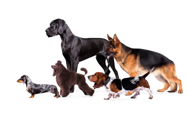Stockfoto's van Verschillende rassen van honden, rechtenvrije ...