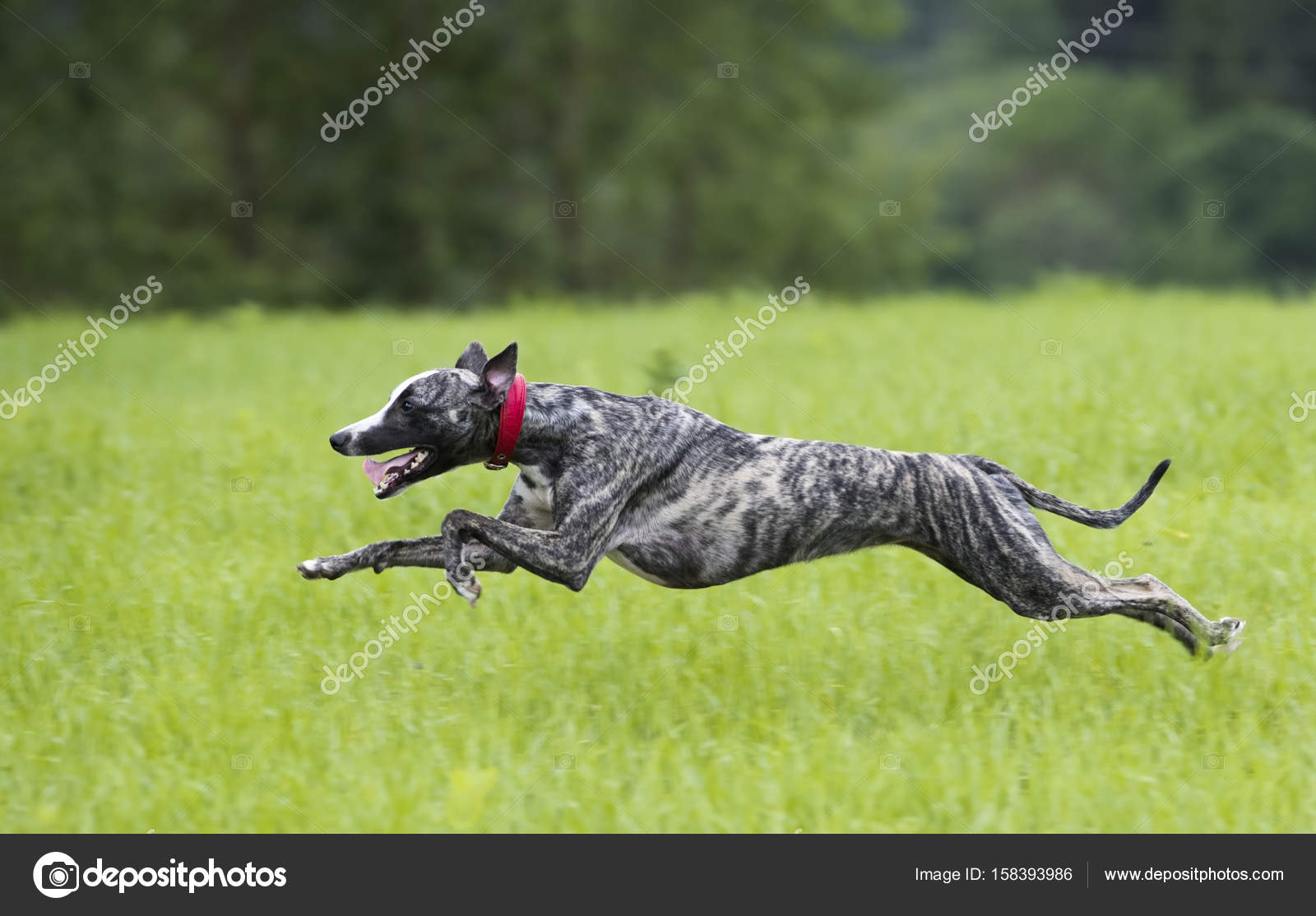 Whippets Running