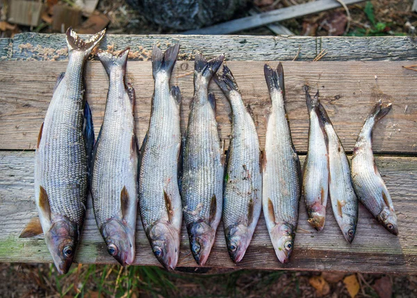 Arctic grayling Pictures, Arctic grayling Stock Photos & Images ...