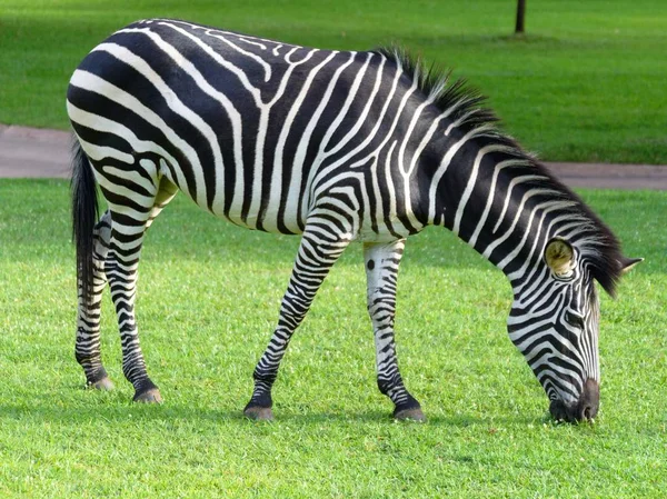 Fat zebra Stock Photos, Royalty Free Fat zebra Images | Depositphotos