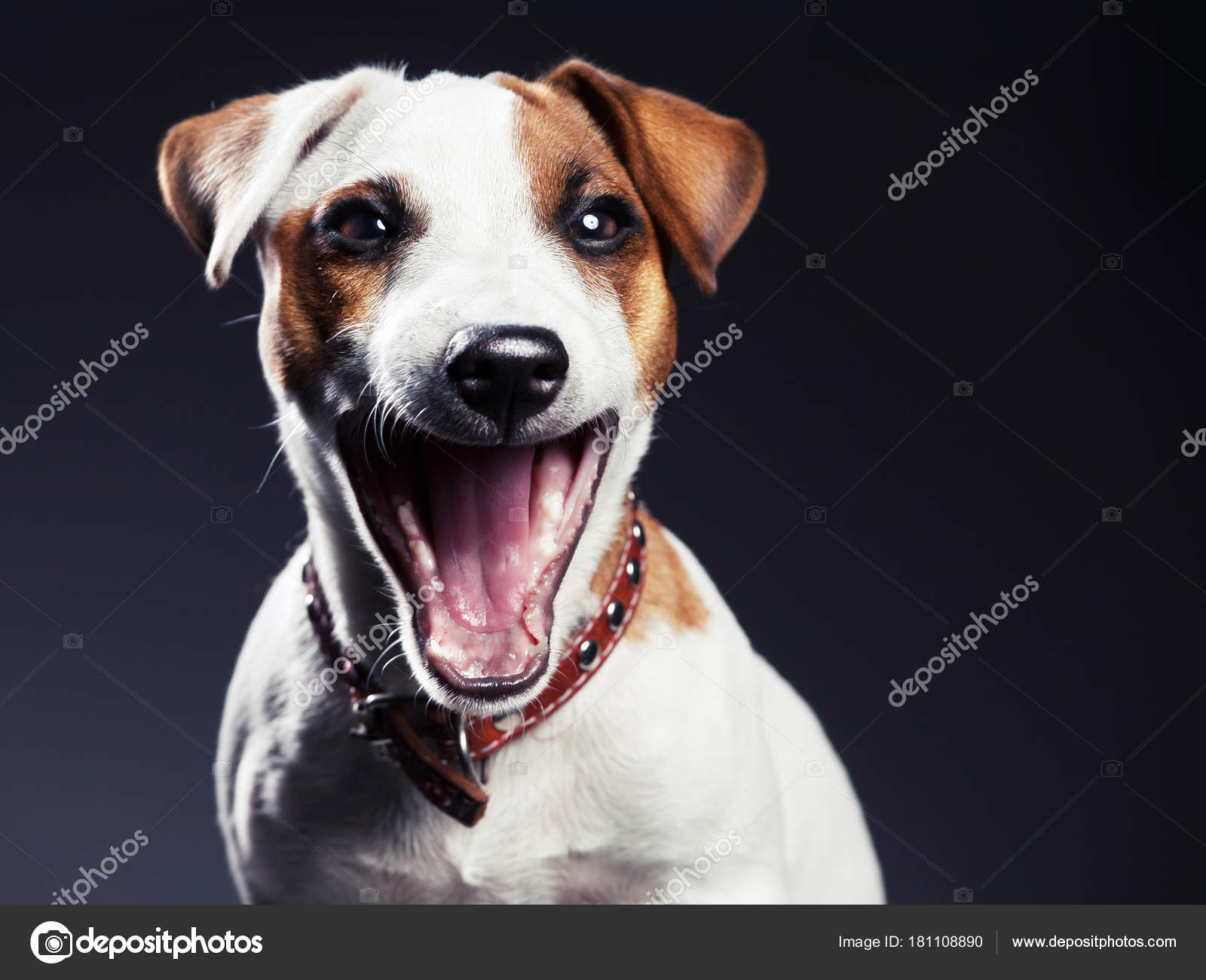 Laughing Puppy