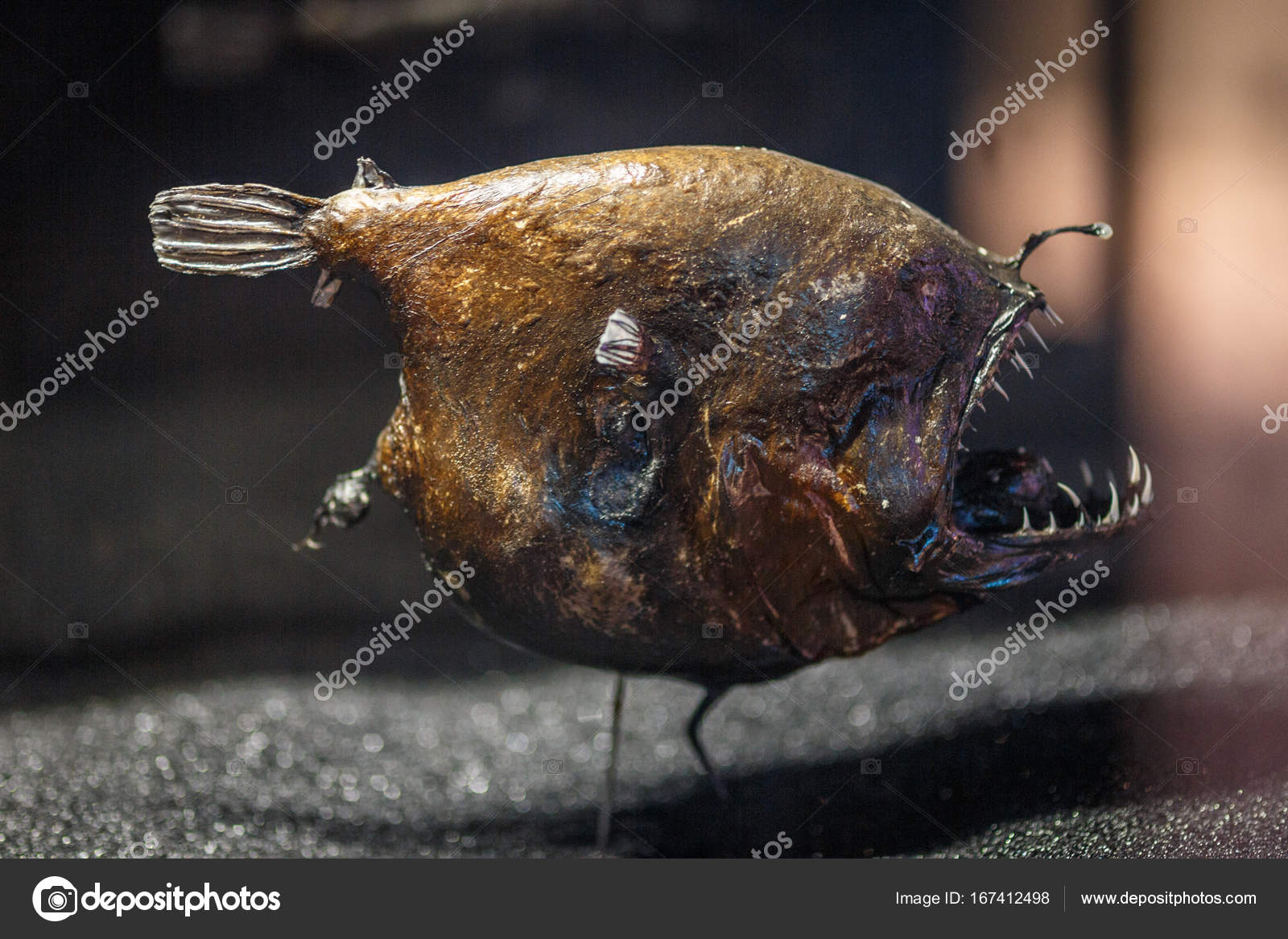 Linophryne lucifer scarecrow fish Stock Photo by ©trancedrumer 167412498