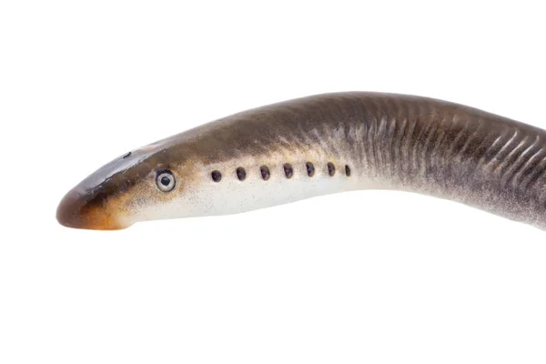 River Lamprey fish — Stock Photo © Arsty. #157687522