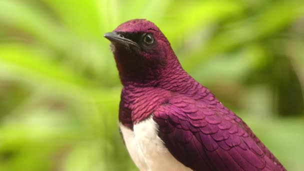 The violet-backed starling (Cinnyricinclus leucogaster), also known as ...