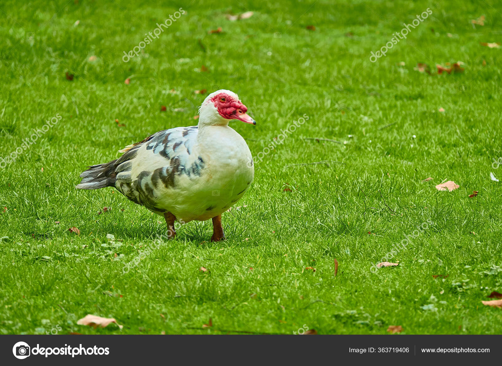 Muscovy Duck Cairina Moschata Large Duck Native Mexico Central South ...