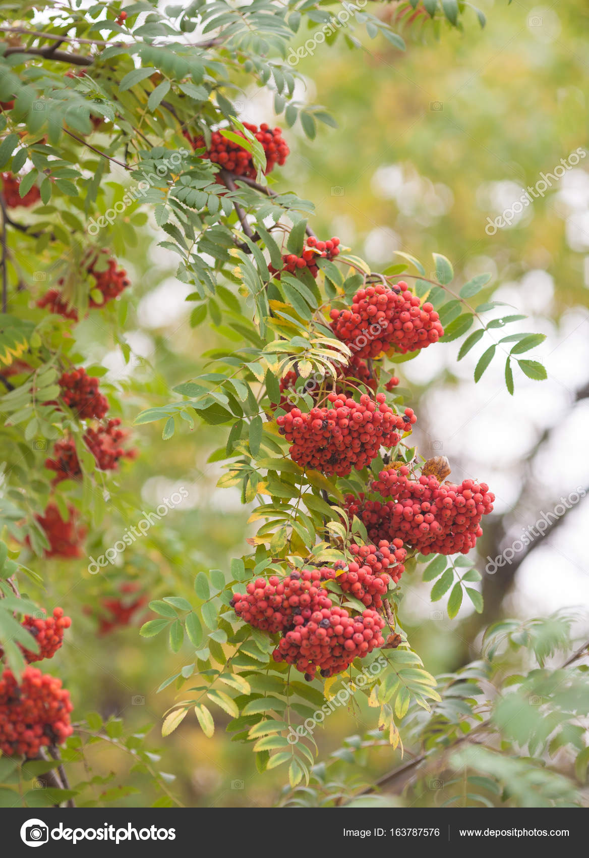 Rowan berries, Mountain ash tree with ripe berry Stock Photo by ...