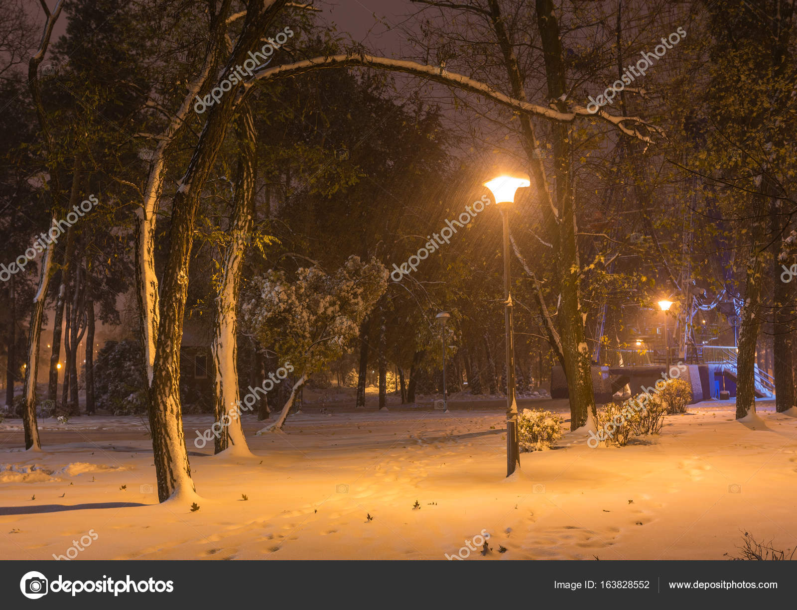 Winter Trees At Night