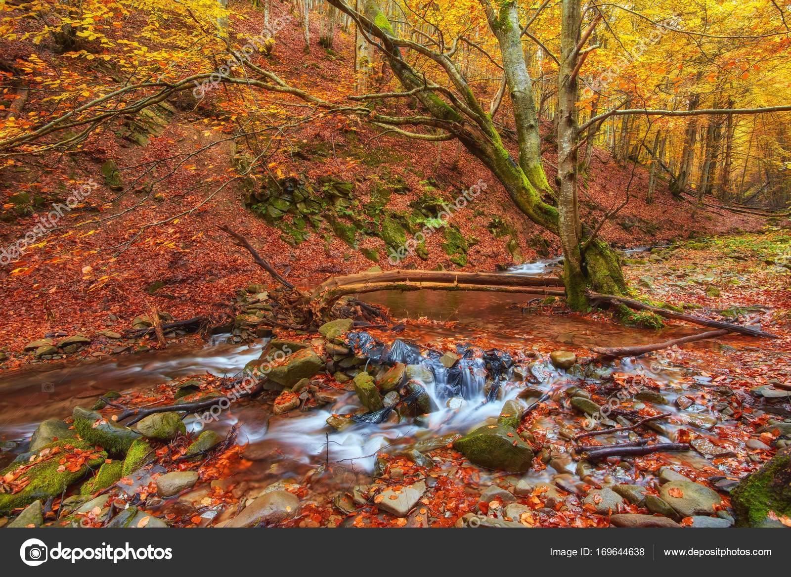 Autumn stream in the forest, gold autumn European landscape — Stock ...