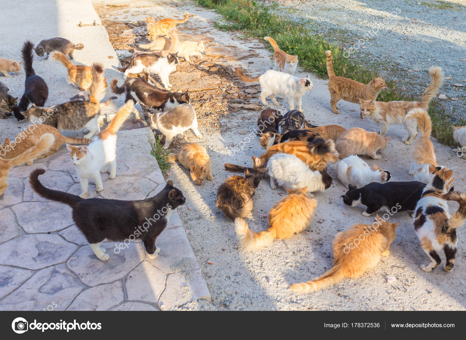 Many stray. Cats are dirty, they get sick, cats need a vet and a new ... Many stray. Cats are dirty, they get sick, cats need a vet and a new ...
