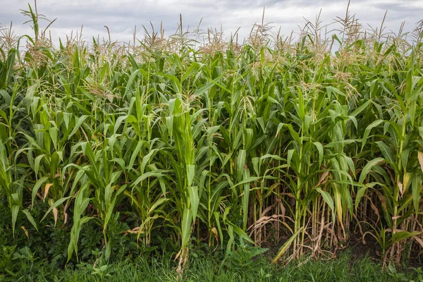 Milpas fotos de stock, imágenes de Milpas sin royalties | Depositphotos