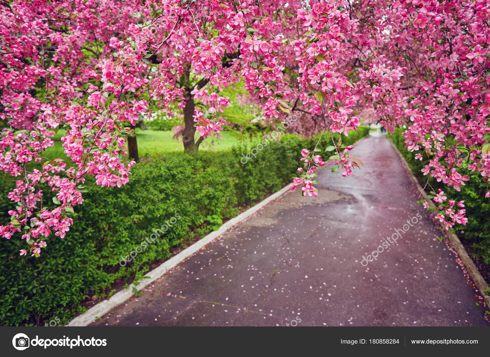 Apple Tree Flower Identification | Best Flower Site