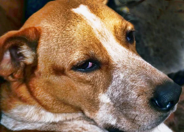 Big Angry Dog. — Stock Photo © mj0007 #105433314