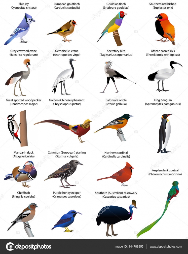 Different Types Of Birds Species