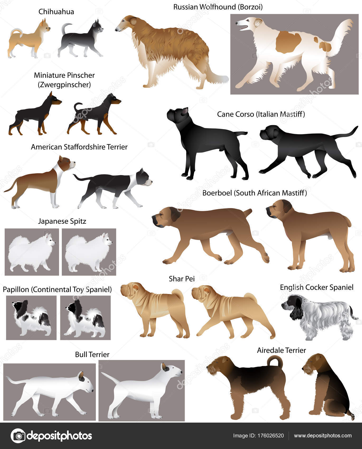Diffe Types Of Dog Breeds With Pictures And Names - Infoupdate.org