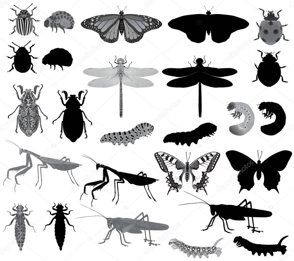 Colección de insectos en blanco y negro imagen y silueta: saltamontes ...