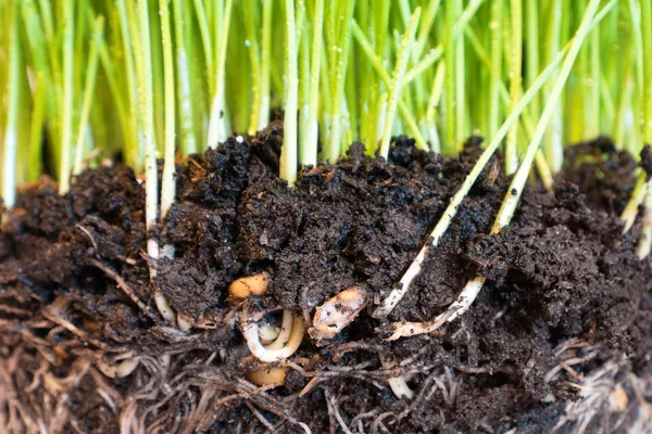 12,158 Grass with roots Stock Photos, Images | Download Grass with ...