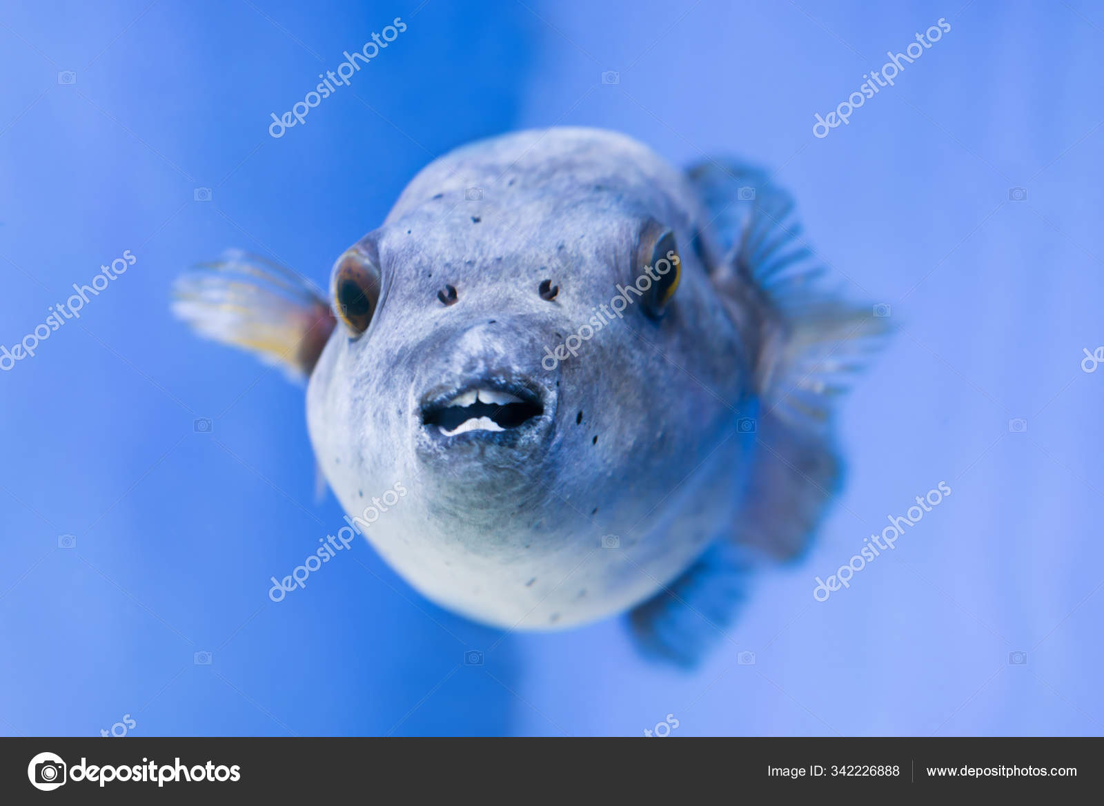 Baby Blowfish
