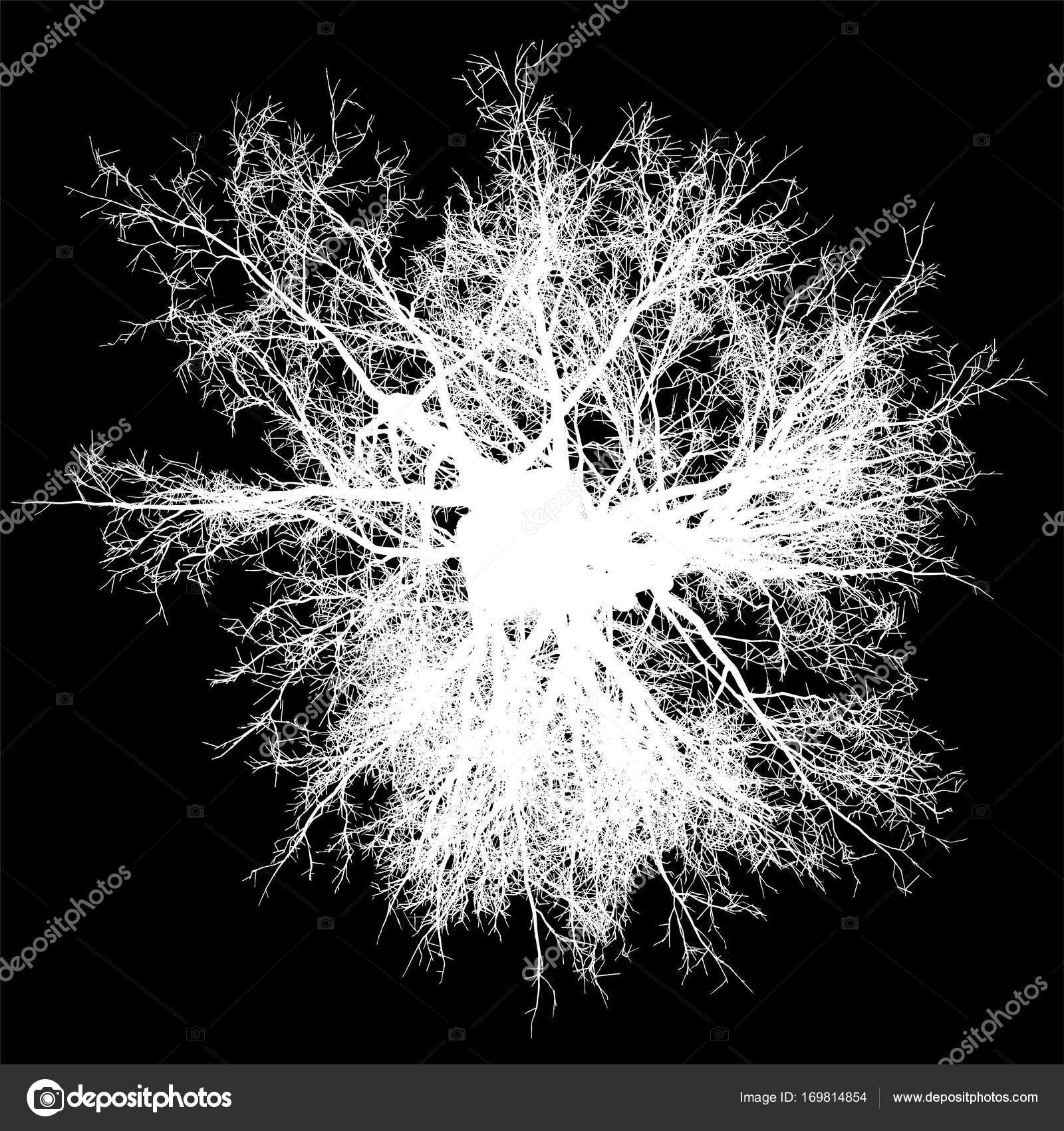 Tree leafless top view silhouette isolated - white - vector Stock ...