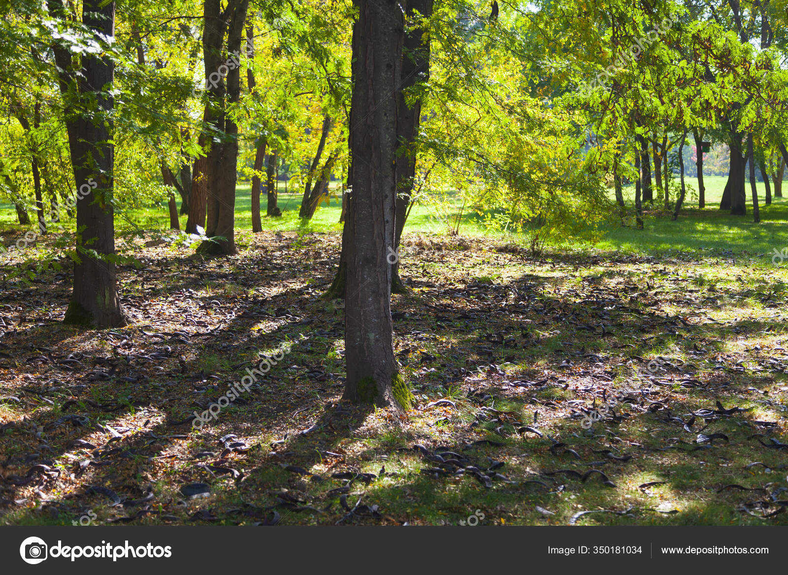 Southern Forest Acacias Beautiful Landscape Sunny Day — Stock Photo ...