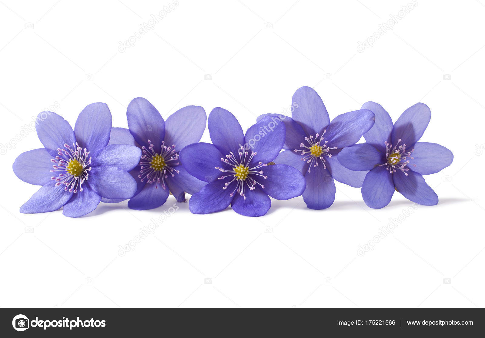 Hepatica Nobilis White Background Spring Flowers Stock Photo by ©Multik ...