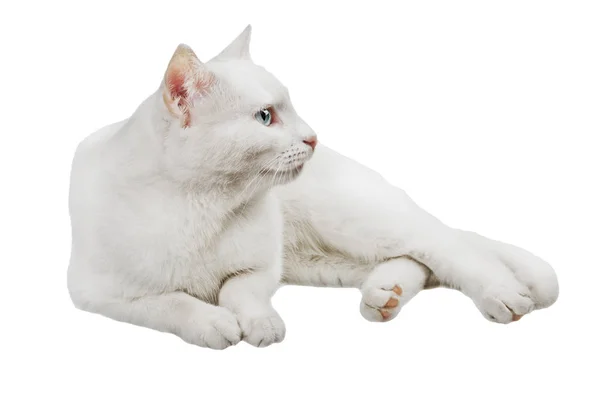 Vit katt med blå ögon, närbild — Stockfotografi © Molodec_ #32938573