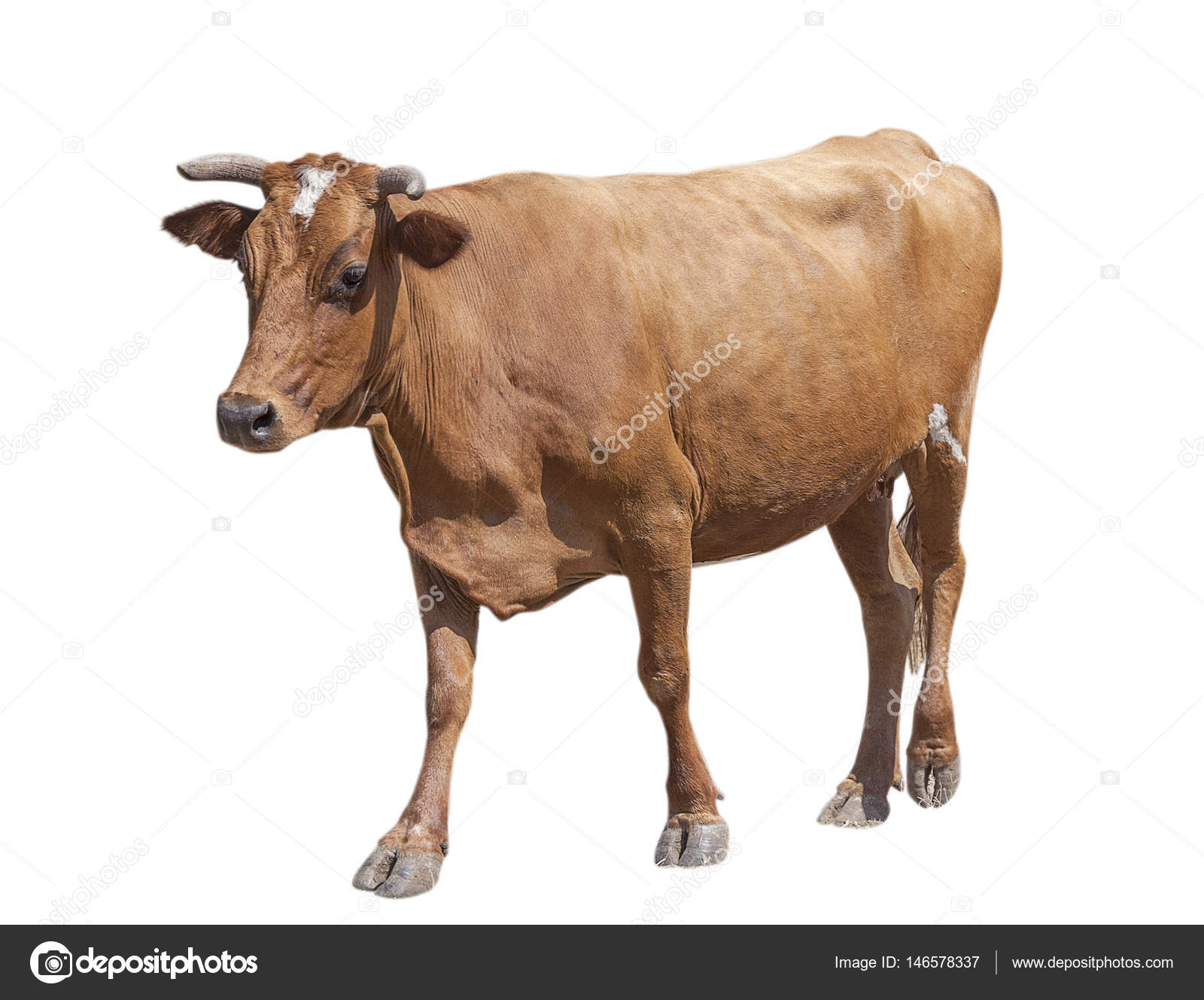 Cow isolated on white Stock Photo by ©ColorValley 146578337