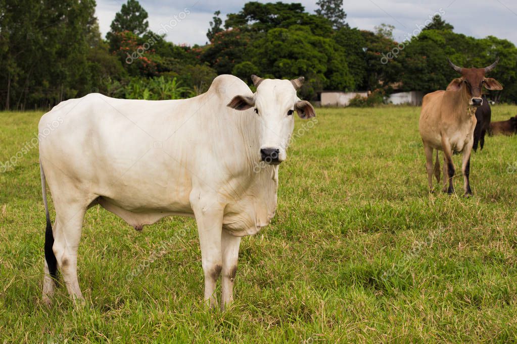 Brazilian cows on a pasture Stock Photo by ©azgek1978 128802724