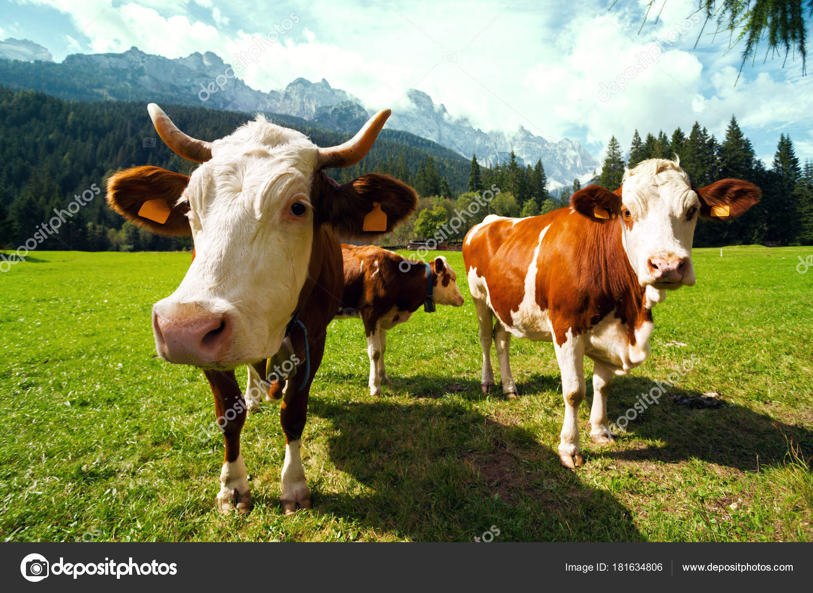 Group Italian Cows Pasture Mountains Dolomites Ital Stock Photo by ...
