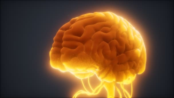 Animated model of human brain — Stock Video © icetray #330261706
