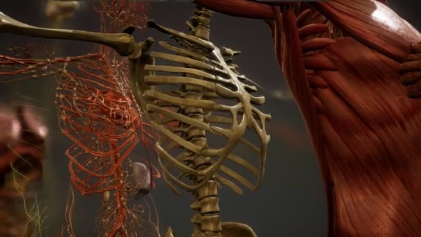 Human body 3d Stock Videos, Royalty Free Human body 3d Footages ...