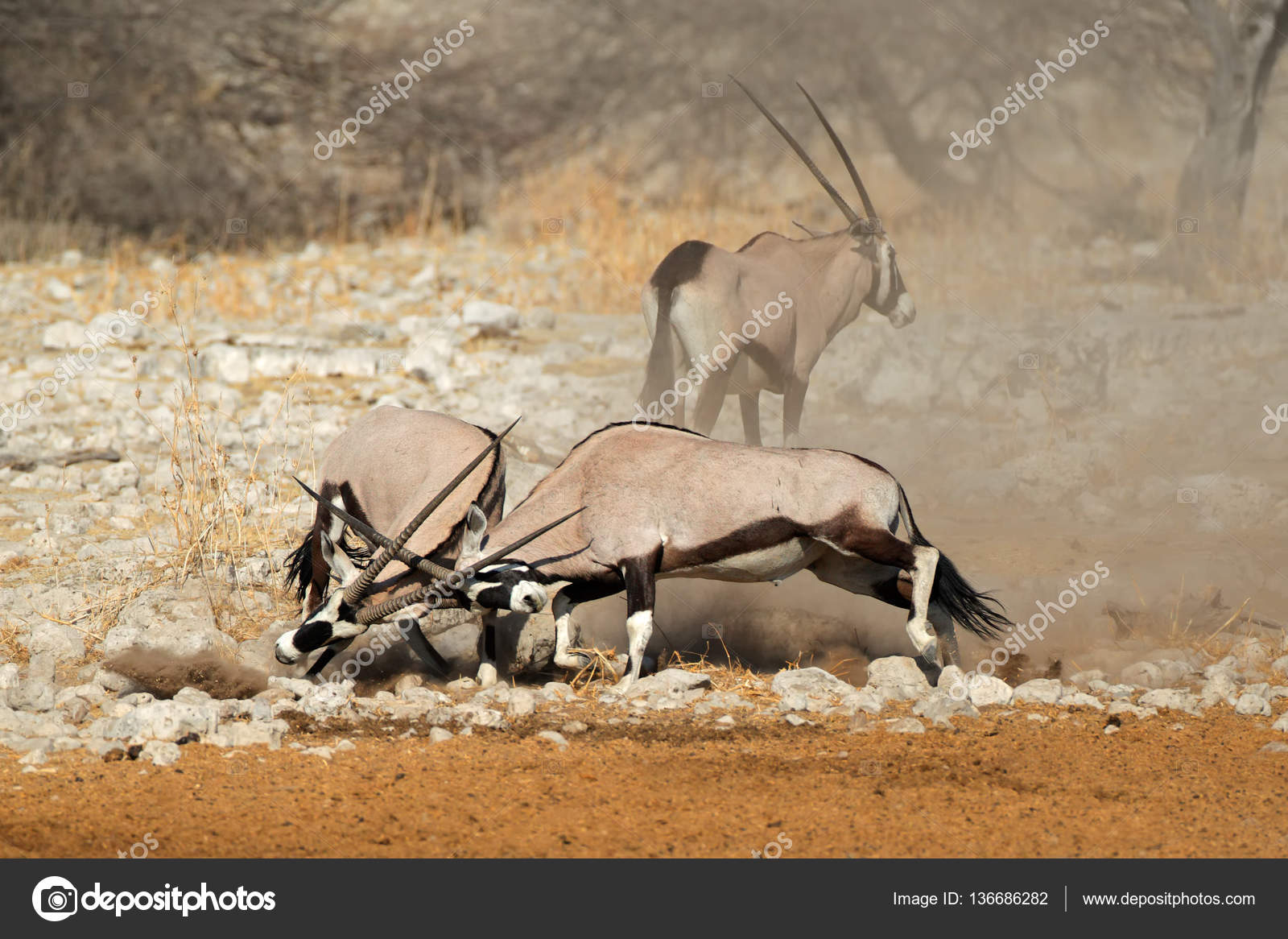 Gemsbok Fighting