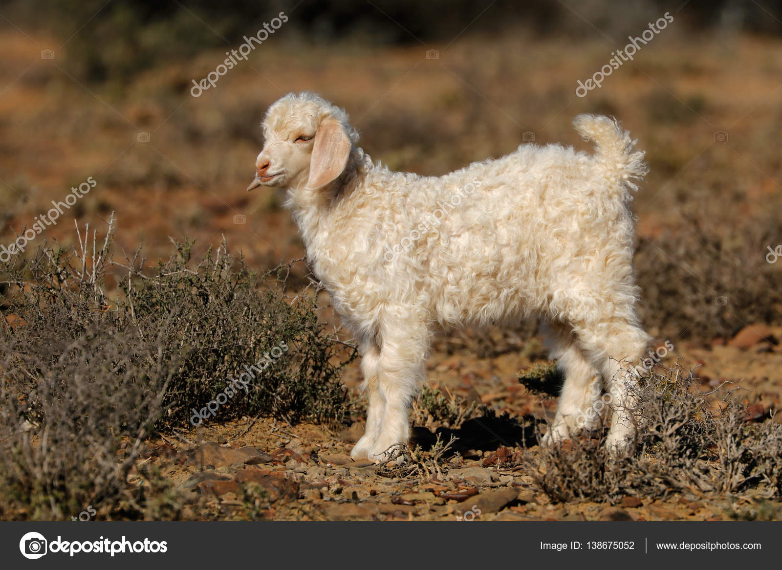 Angora Goat Kids
