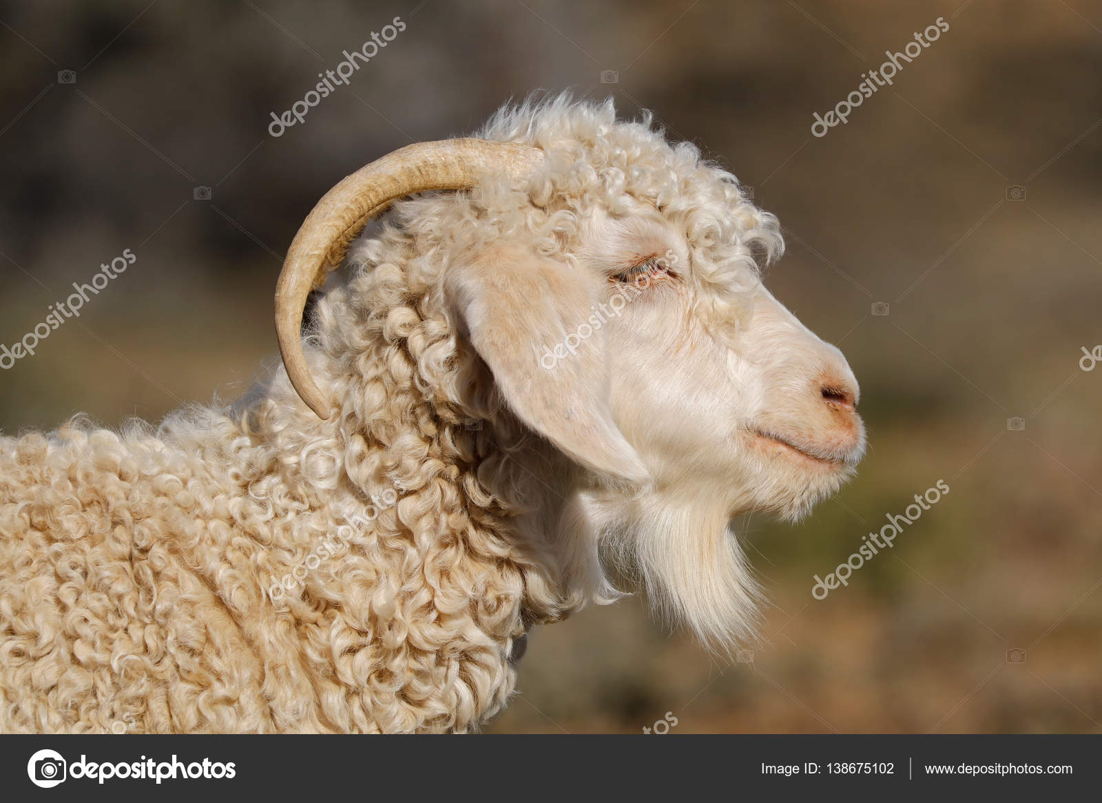 Angora goat portrait — Stock Photo © EcoPic #138675102