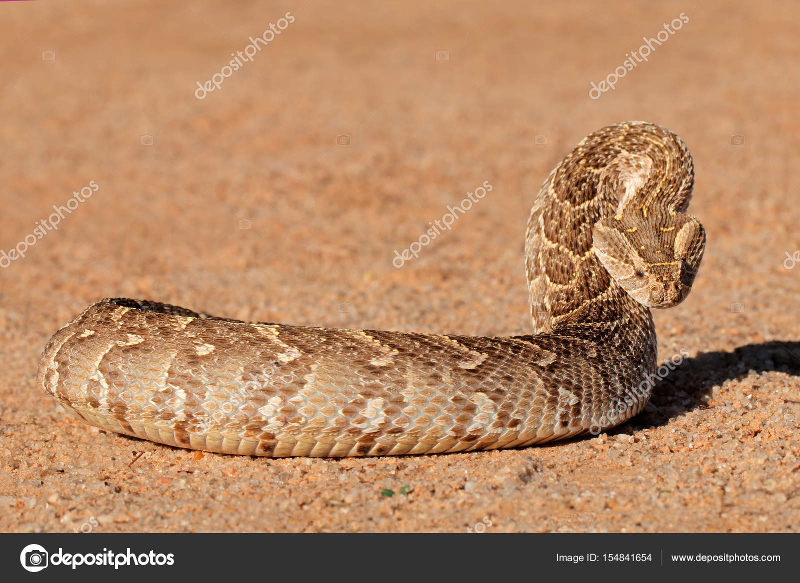 Defensive puff adder Stock Photo by ©EcoPic 154841654