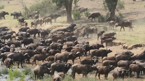 Manada de búfalos africanos — Vídeo de Stock © EcoPic #158021366