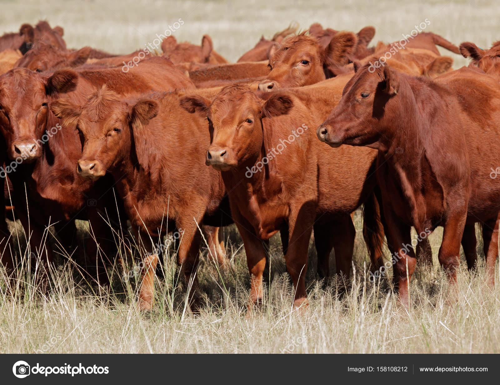 Red angus cattle ⬇ Stock Photo, Image by © EcoPic #158108212