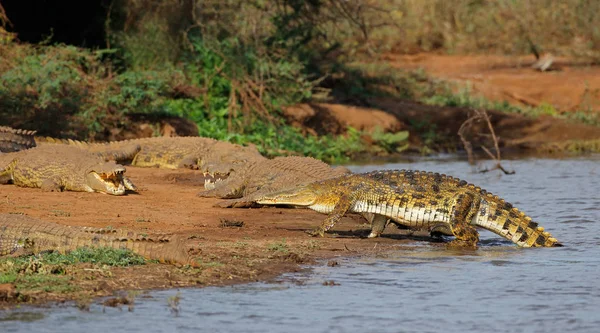 Basking croc Stock Photos, Royalty Free Basking croc Images | Depositphotos