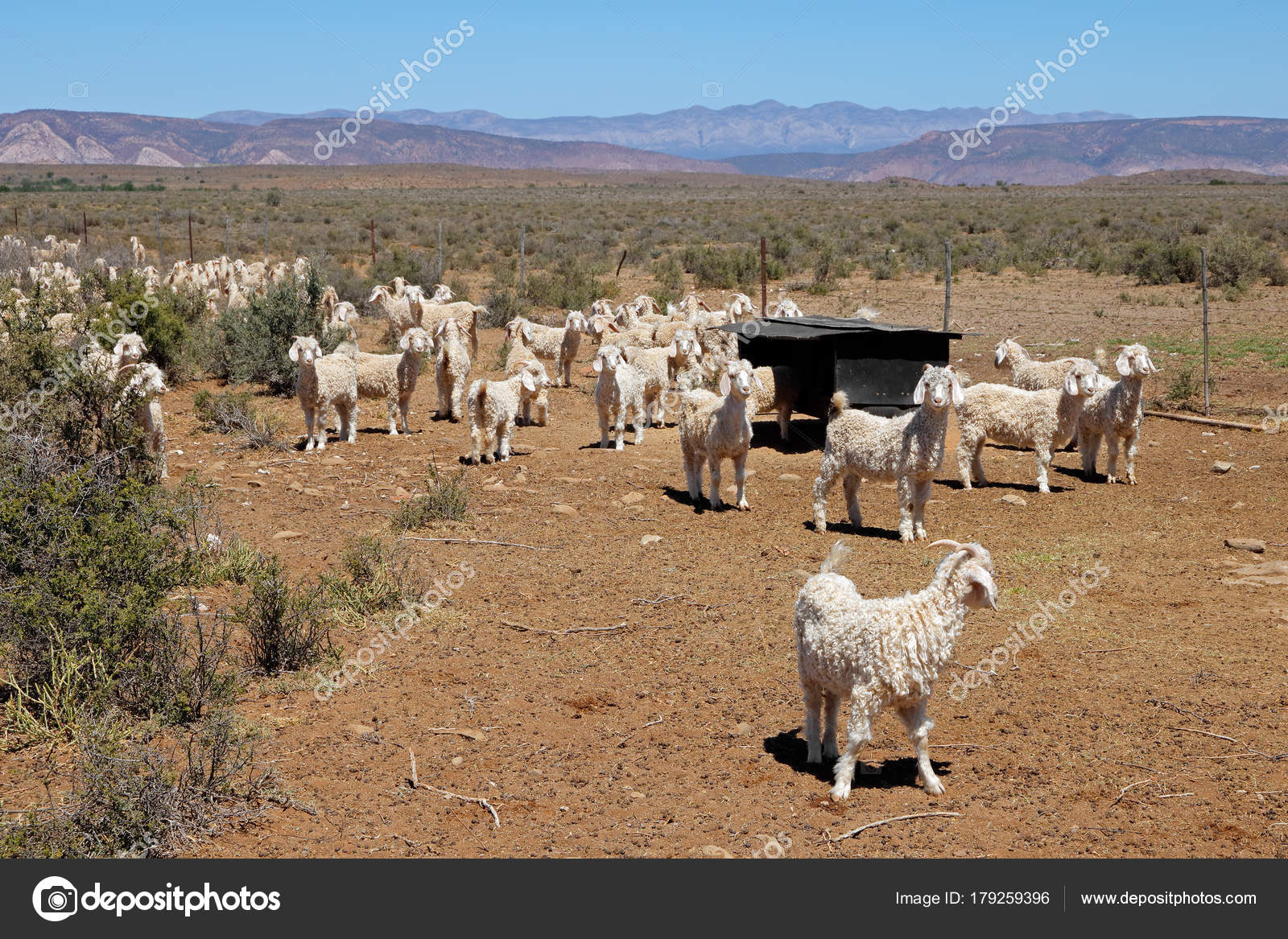 Angora Goat Farm