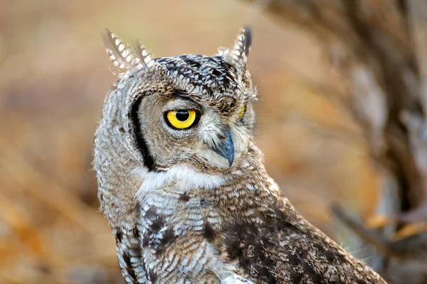 ᐈ Spotted owl stock pics, Royalty Free spotted eagle owl images ...
