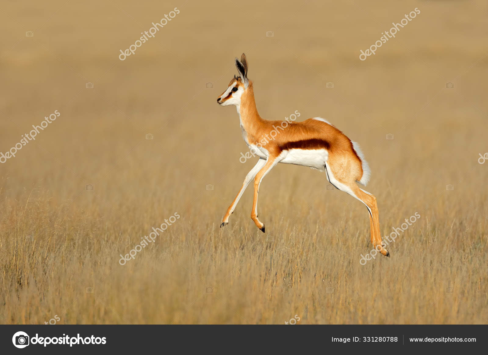 Springbok Animal