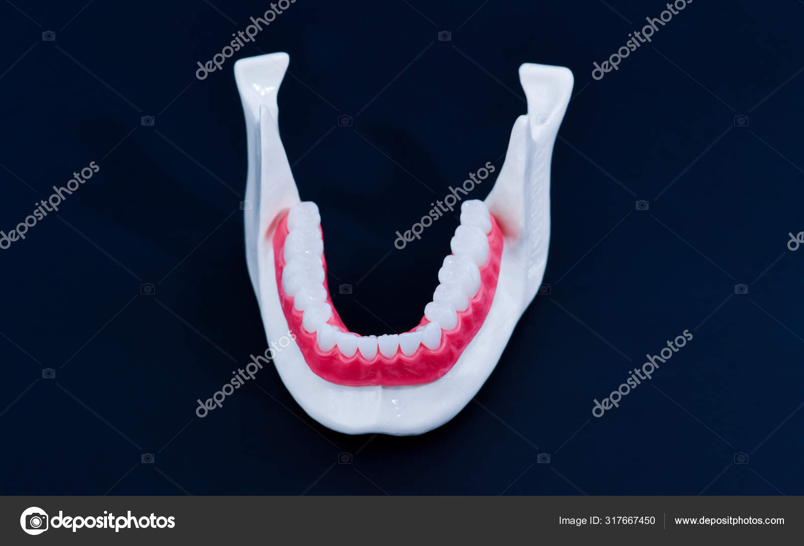 Lower human jaw with teeth and gums anatomy model Stock Photo by ...