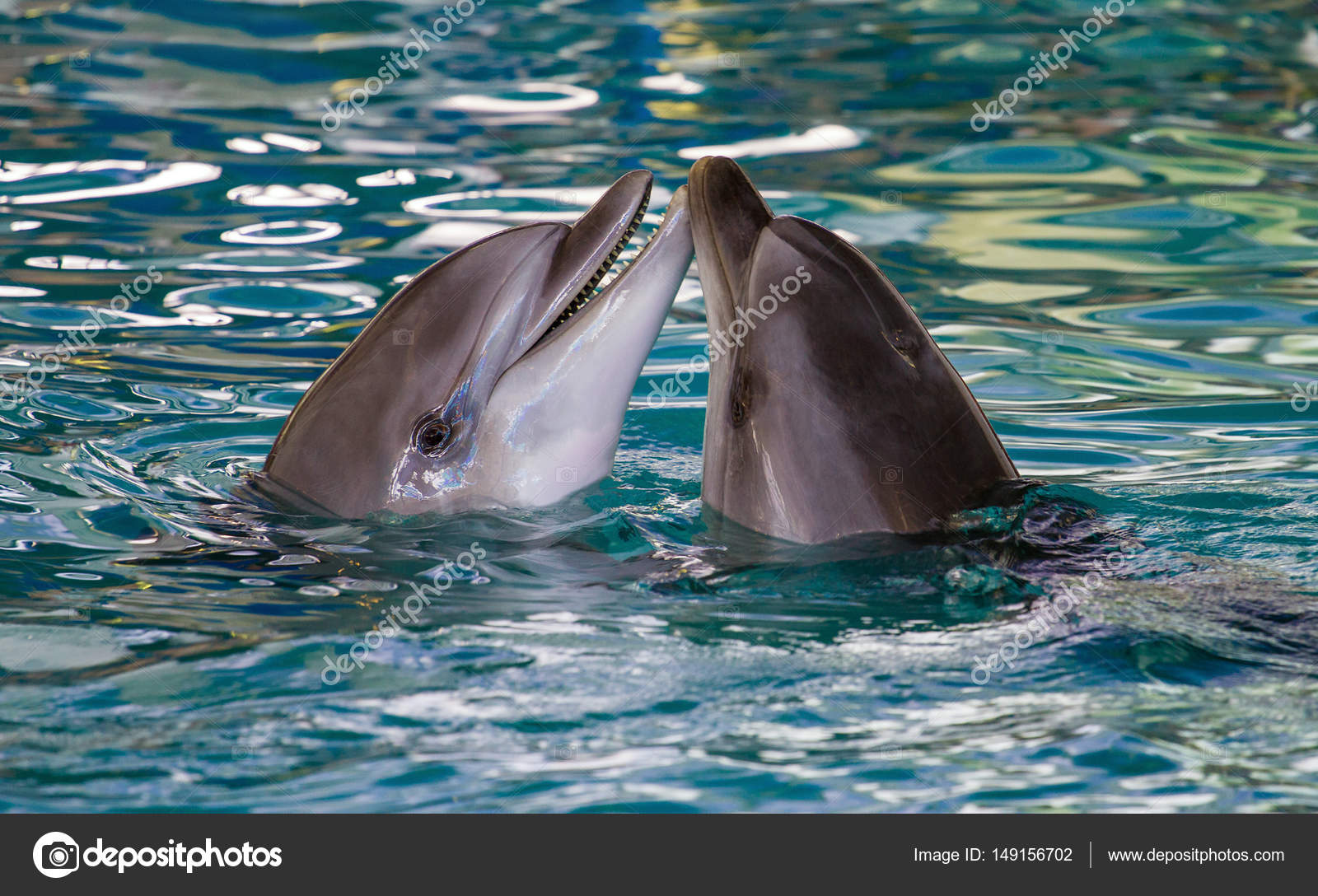 Two dolphins swimming together Stock Photo by ©Alekcey 149156702