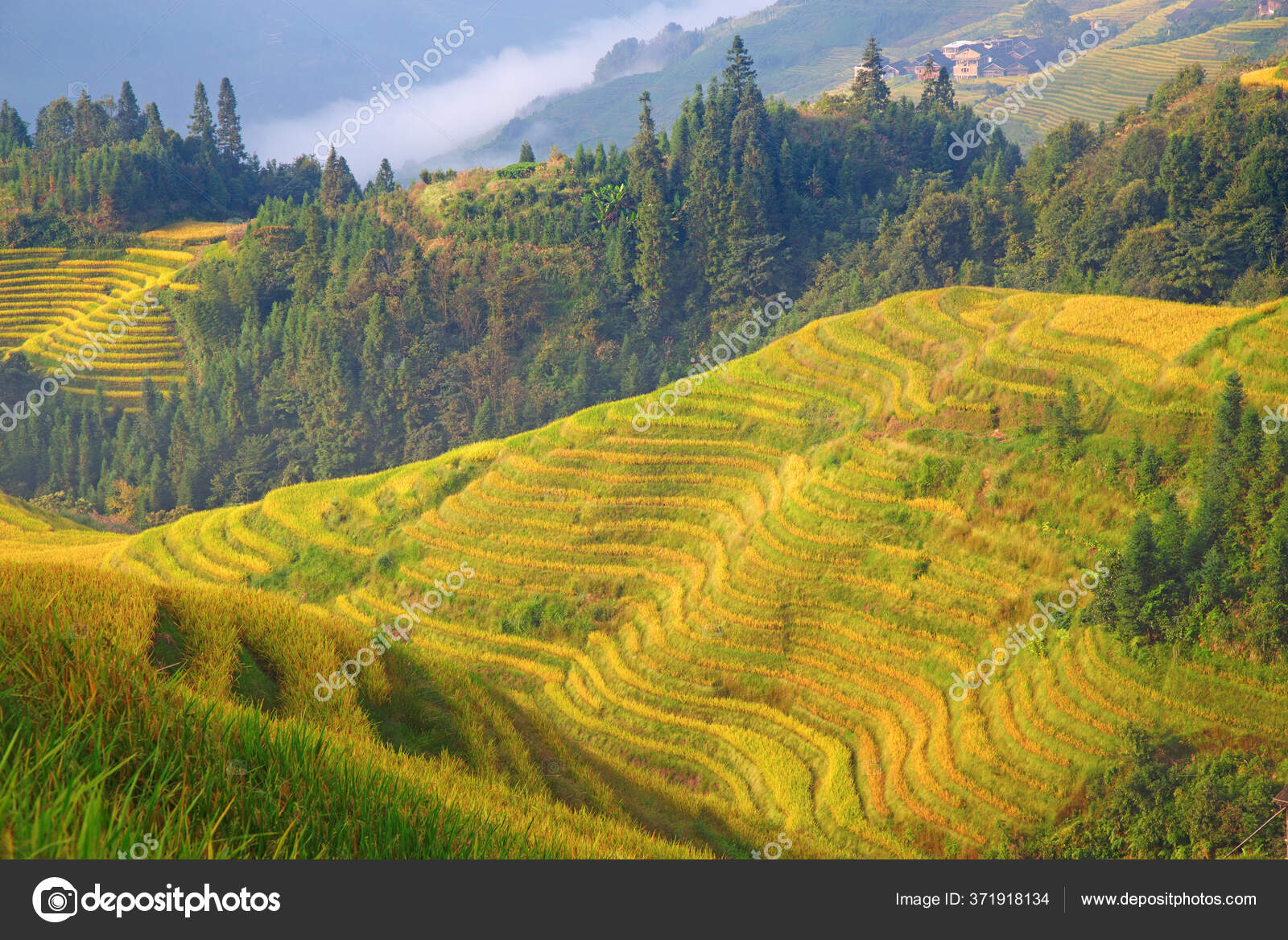 Longsheng Rice Terraces Dragon's Backbone Also Known Longji Rice ...