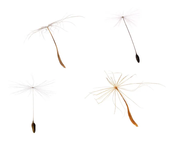 Single isolated dandelion seed — Stock Photo © Dr.PAS #6650960 Single isolated dandelion seed — Stock Photo © Dr.PAS #6650960