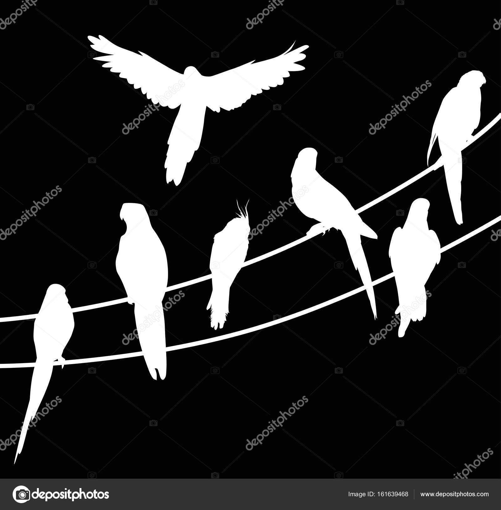 Seven parrot white silhouettes Stock Vector Image by ©Dr.PAS #161639468