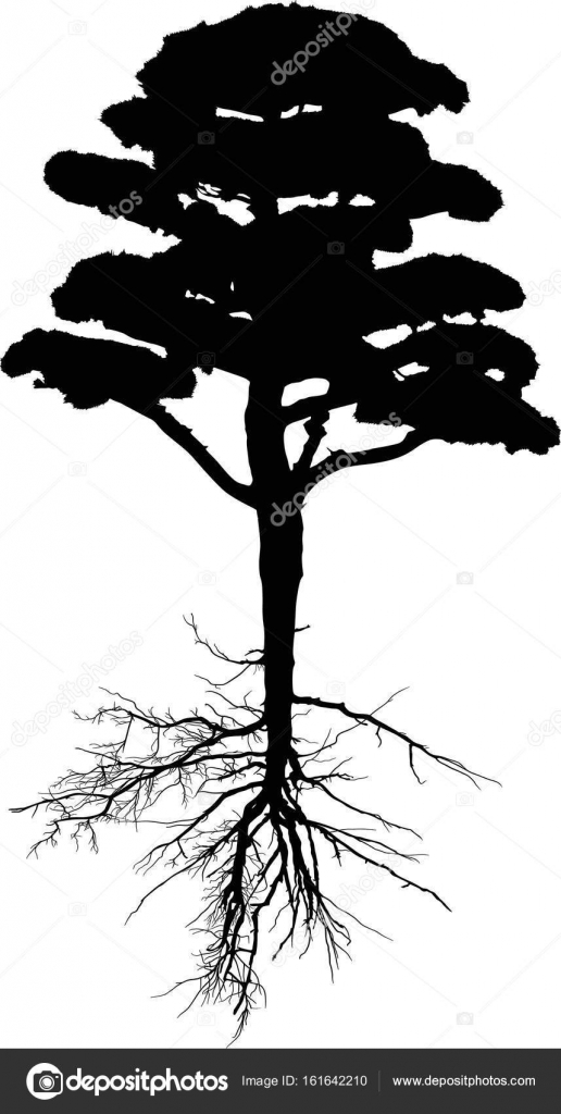 Pine Tree Silhouette With Roots
