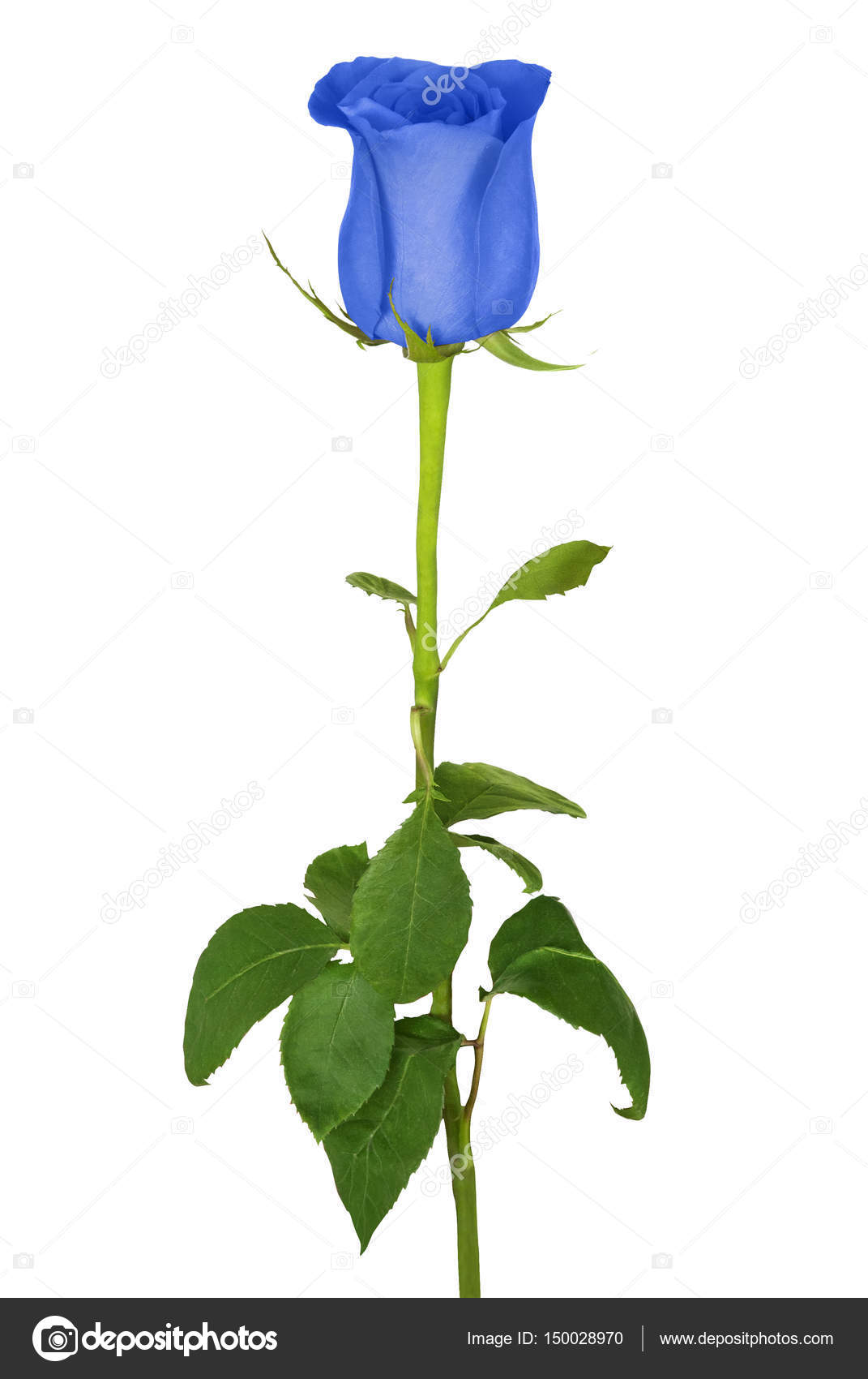 Single Blue Rose Wallpaper