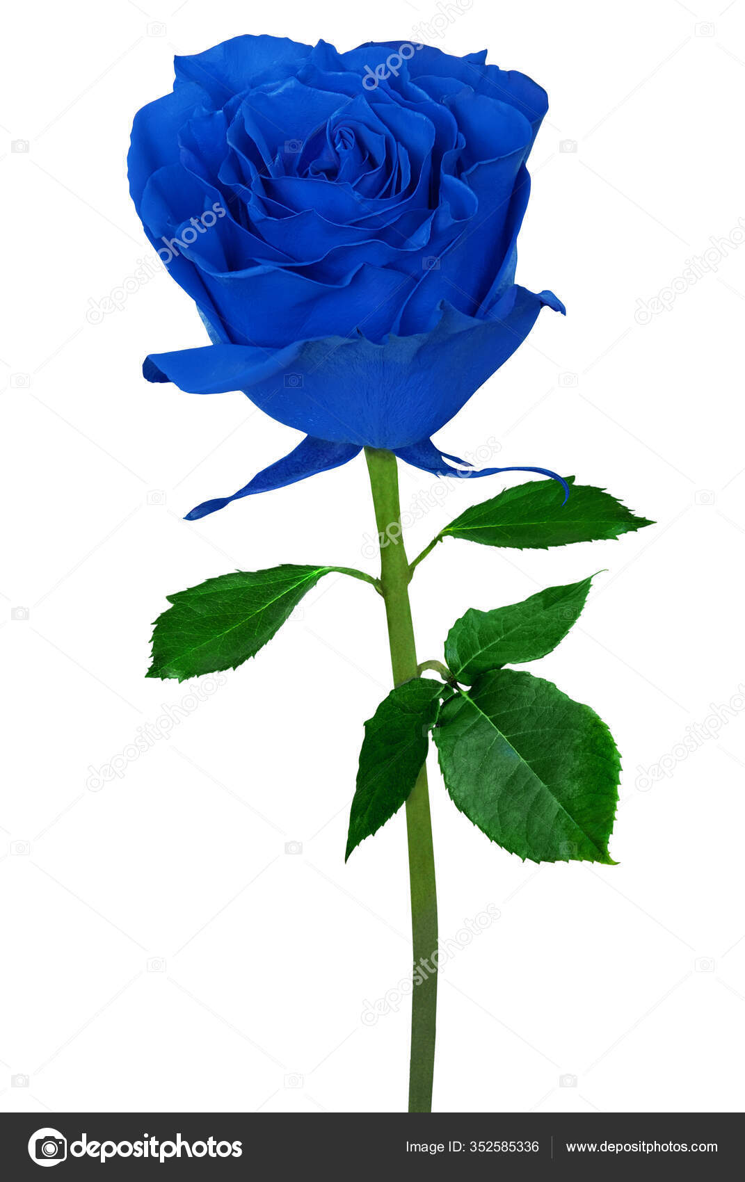 Blue Rose Flower Picture