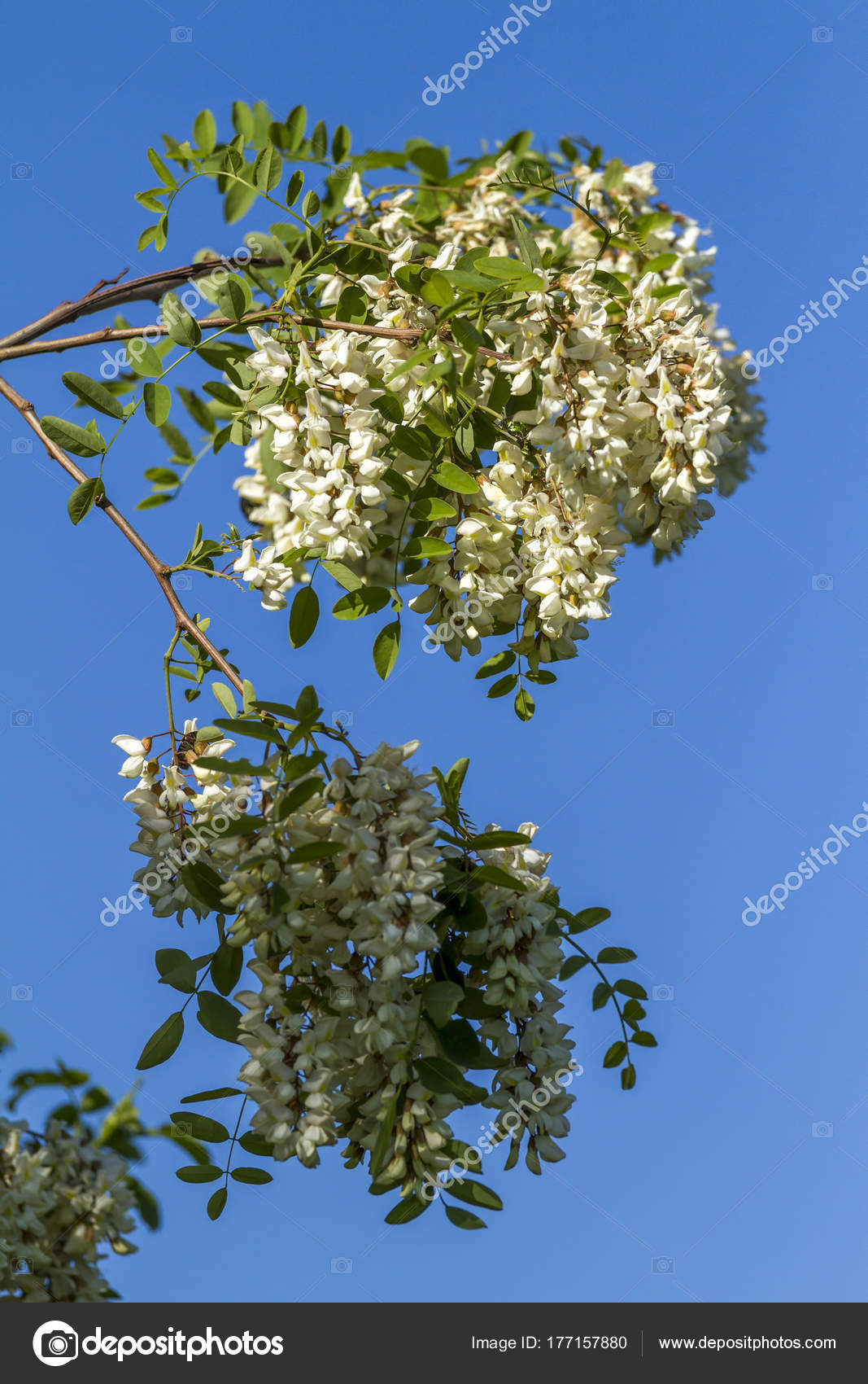 Acacia flowers in spring Stock Photo by ©digoarpi 177157880