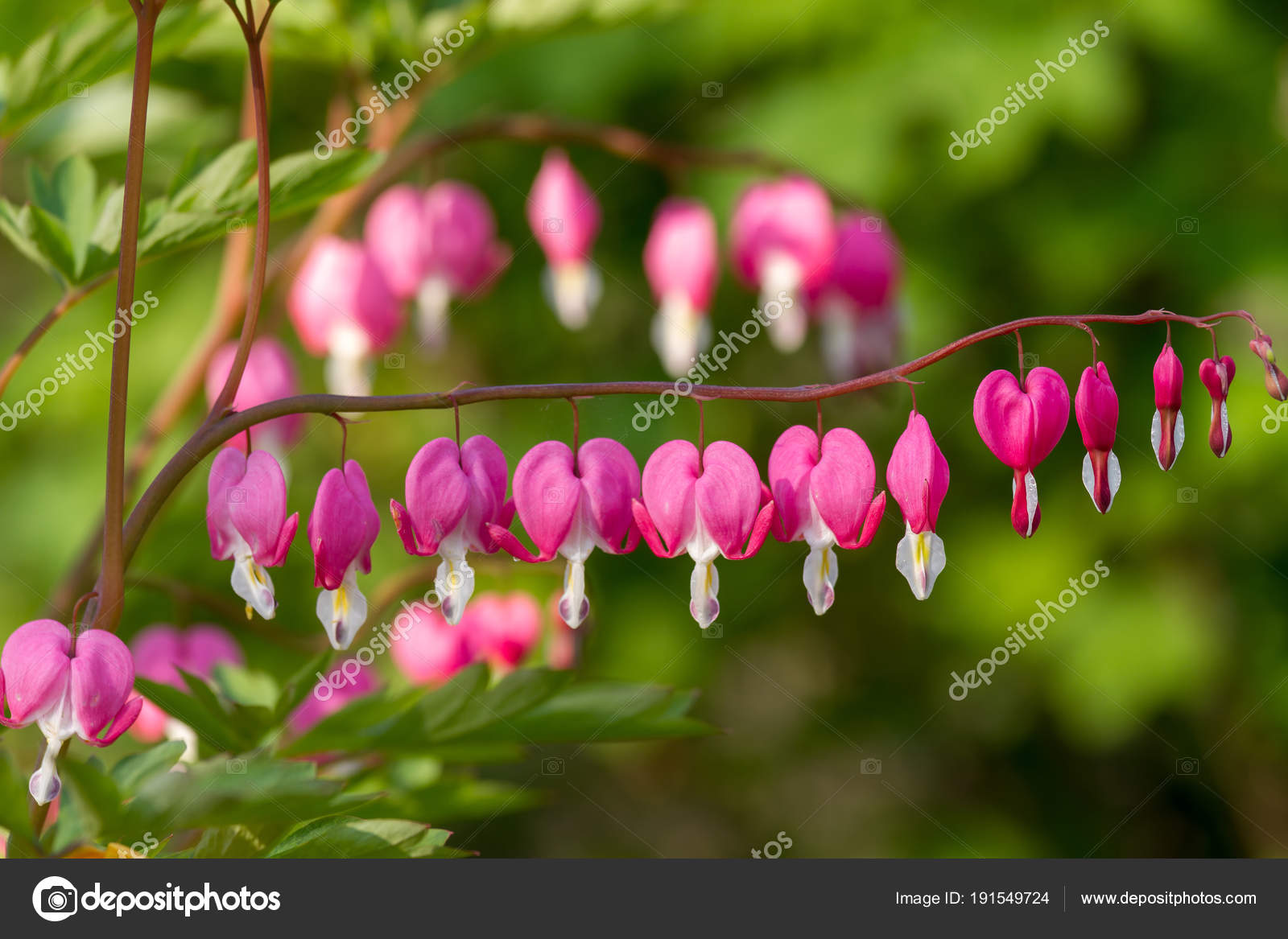 Heart Shaped Flowers Hd Wallpapers | Best Flower Site